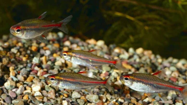 Akvariefisk - Glødelys Tetra (Hemigrammus erythrozonus) - TXS.dk